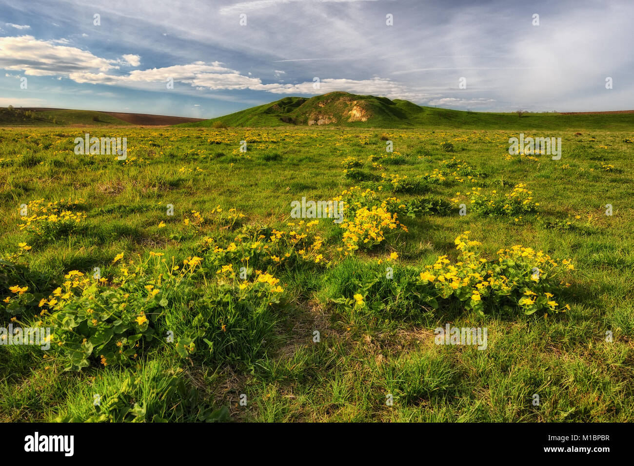 spring field. picturesque hilly field. agricultural field in spring ...