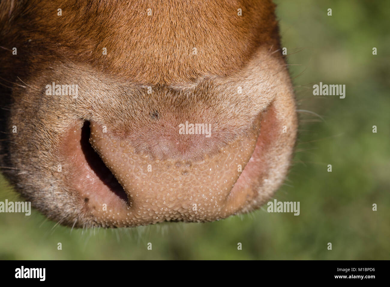 Closeup of the nose of a brown Swiss cow Stock Photo - Alamy