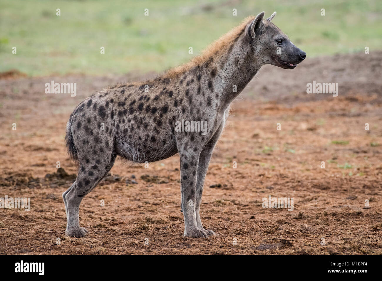 Spotted hyena (Crocuta crocuta), side view, Marabou Pan, Savuti, Chobe ...