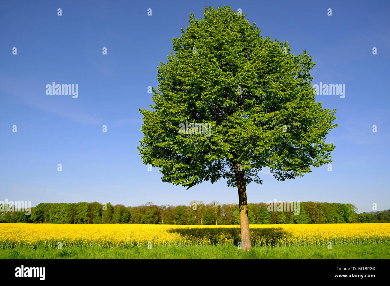 Linden tree (Tilia) at Rapefield (Brassica napus) with blue sky ...