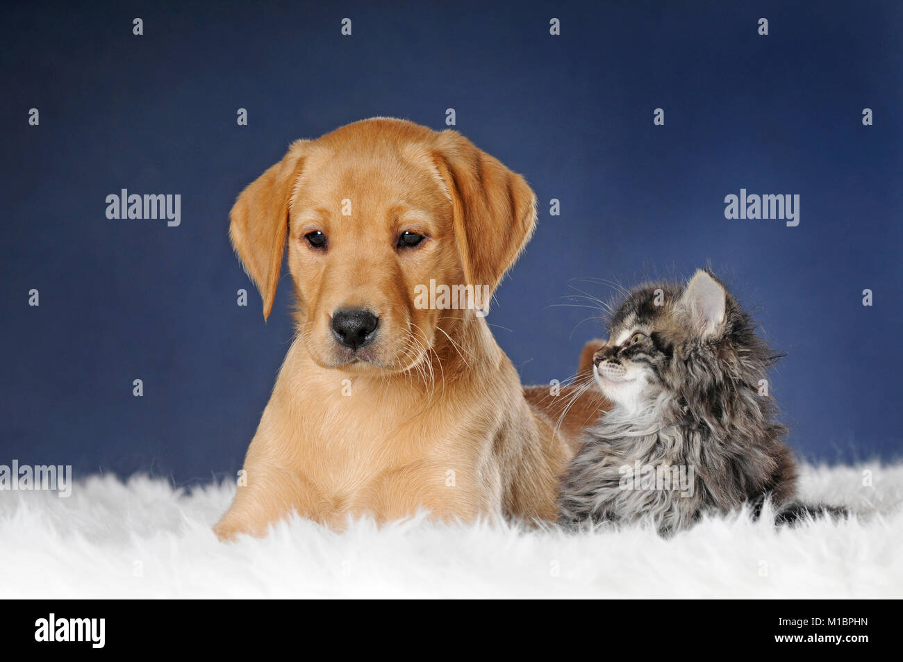 Labrador Retriever, yellow, puppy and young domestic cat, mackerel ...