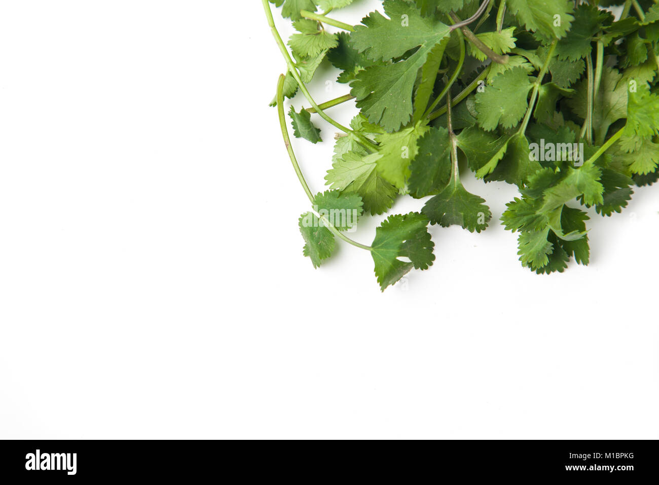 Bunch of coriander in corner of frame on white background Stock Photo ...