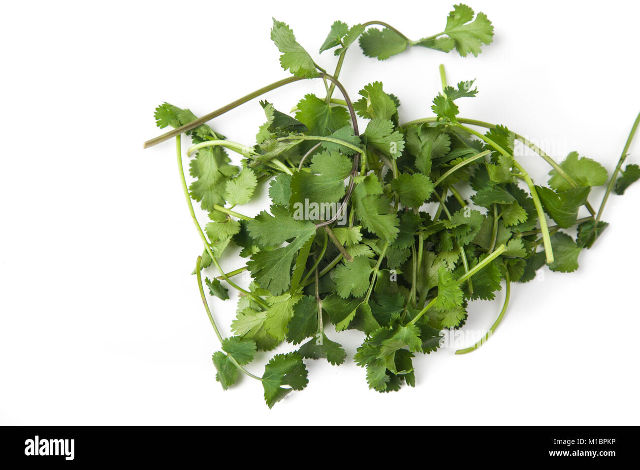 Bunch of coriander in centre of frame on white background Stock Photo ...
