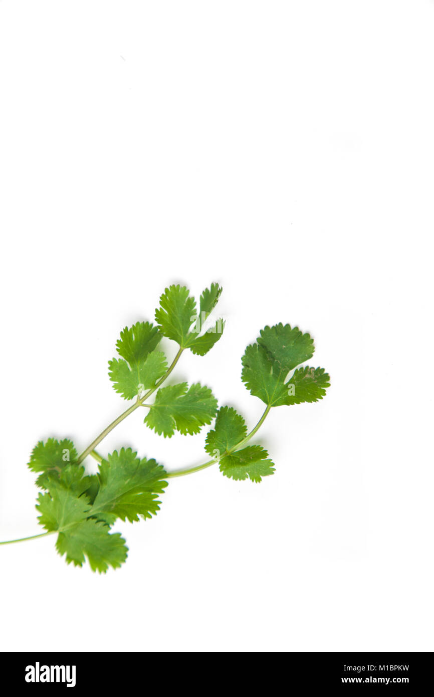 Sprig of coriander on plain white background Stock Photo - Alamy