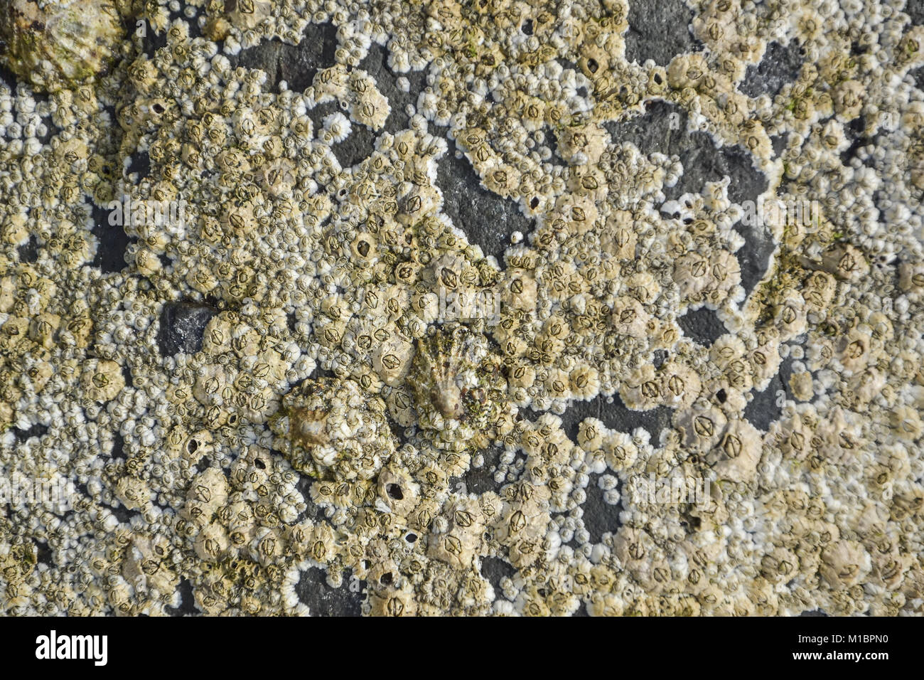 Shells on Rocks Stock Photo - Alamy