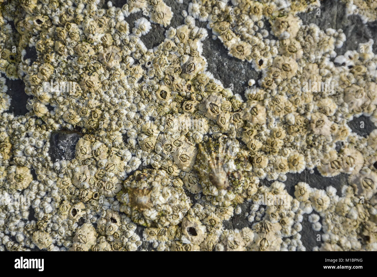 Shells on rocks hi-res stock photography and images - Alamy