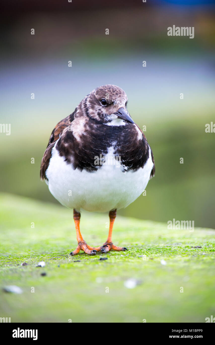 Turnstone bird hi-res stock photography and images - Alamy
