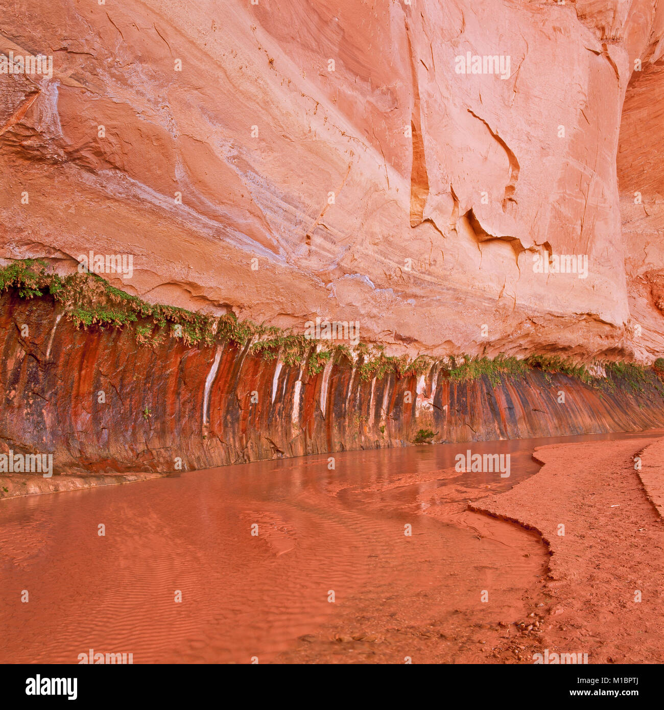 springs seeping from contact between sandstone units in coyote gulch ...