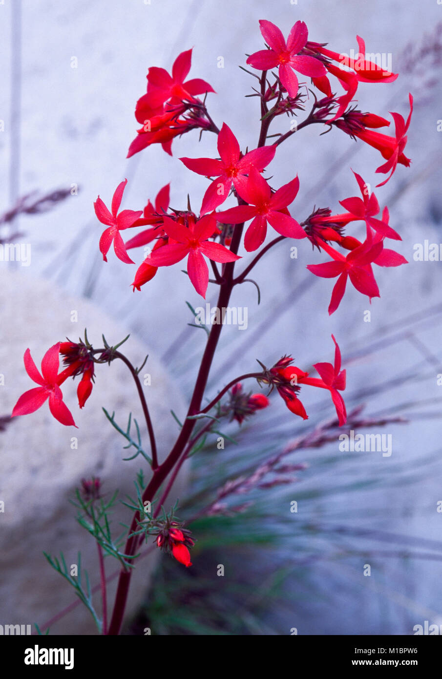 skyrocket flower near moab, utah Stock Photo - Alamy