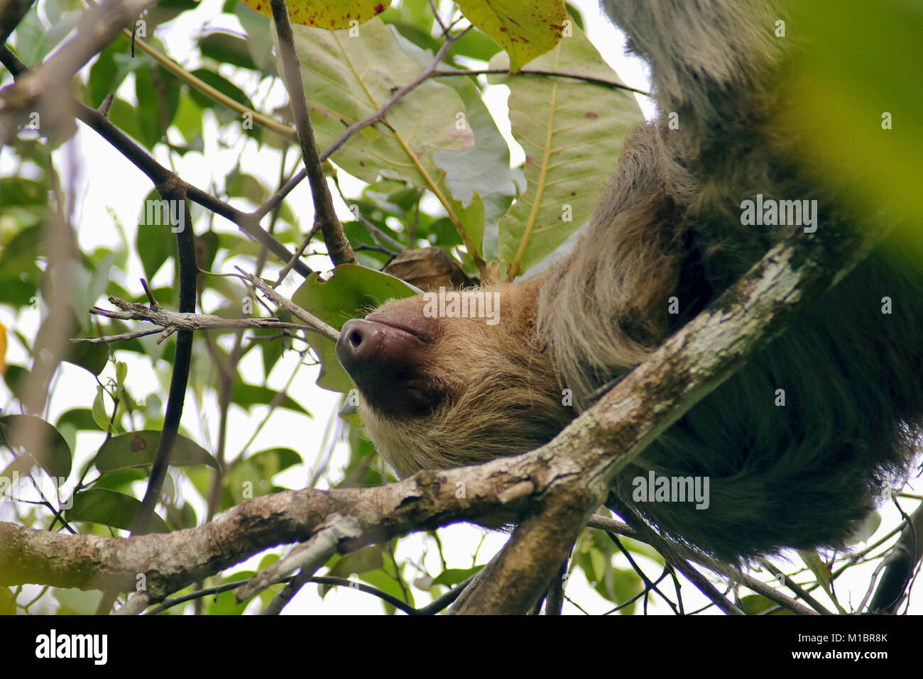 Sloth sleeping in tree hi-res stock photography and images - Alamy