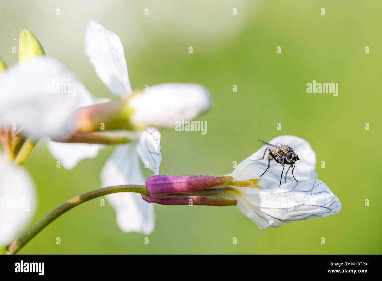 Sitting fly on a white charlock mustard flower Stock Photo - Alamy