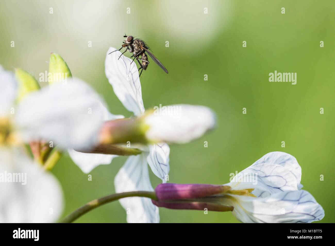 Sitting fly on a white charlock mustard flower Stock Photo - Alamy