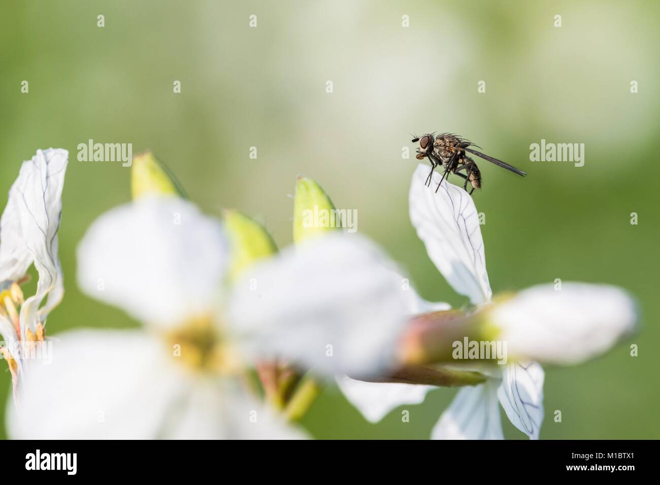 Sitting fly on a white charlock mustard flower Stock Photo - Alamy