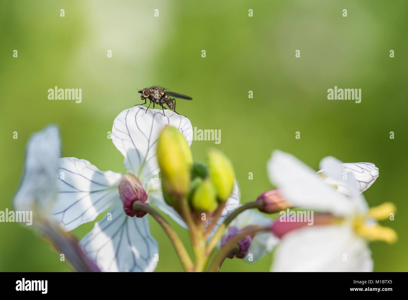 Sitting fly on a white charlock mustard flower Stock Photo - Alamy