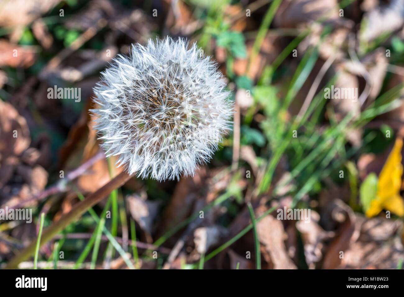 Single Dandelion flower at autumn Stock Photo - Alamy