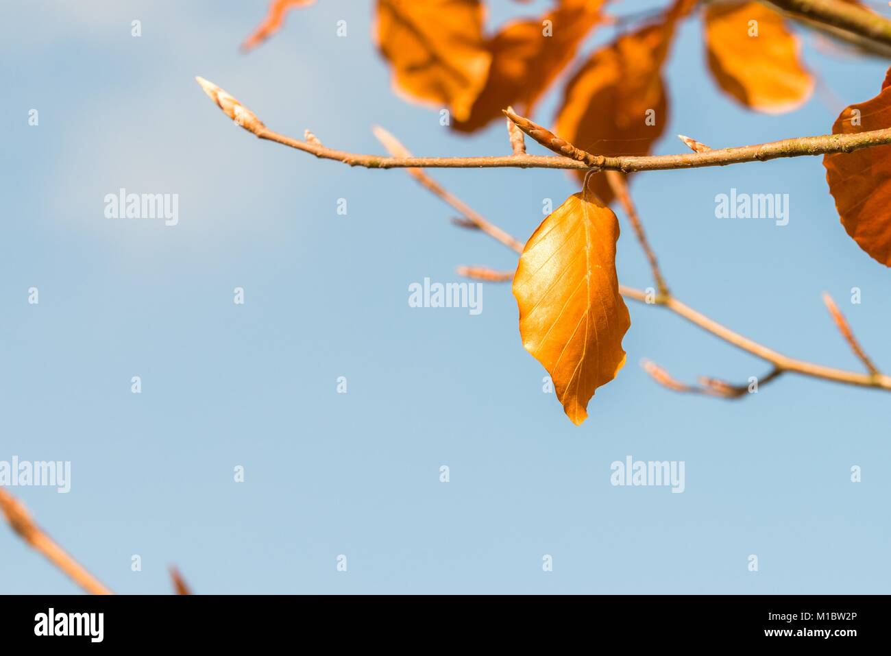 Orange colored autumn leaves on a tree limb Stock Photo - Alamy
