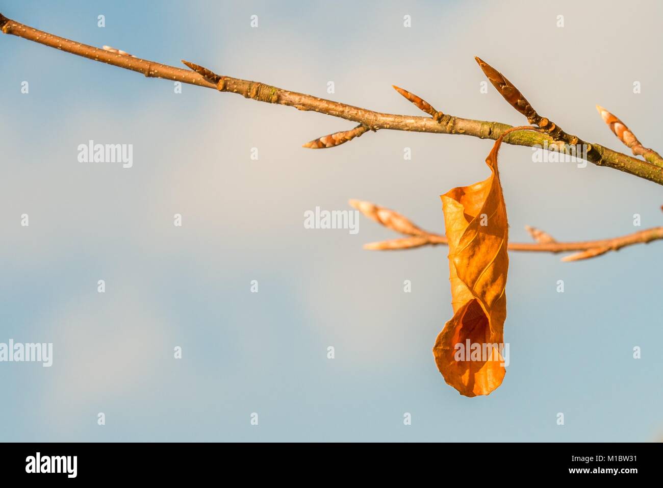Orange colored autumn leaves on a tree limb Stock Photo - Alamy