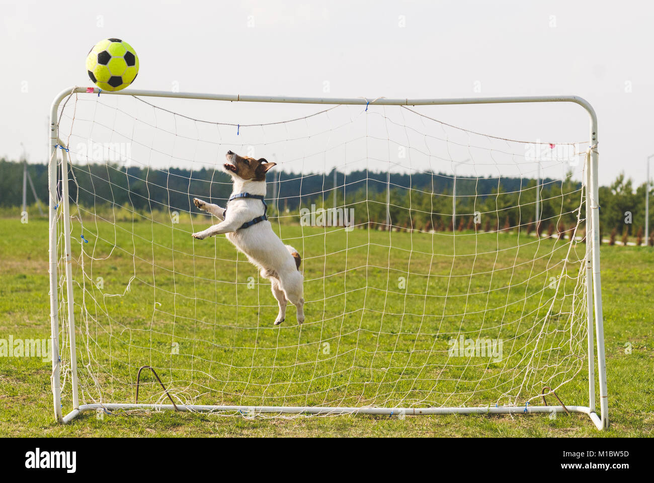 Diagonal jump of a funny goalkeeper saving goal Stock Photo - Alamy