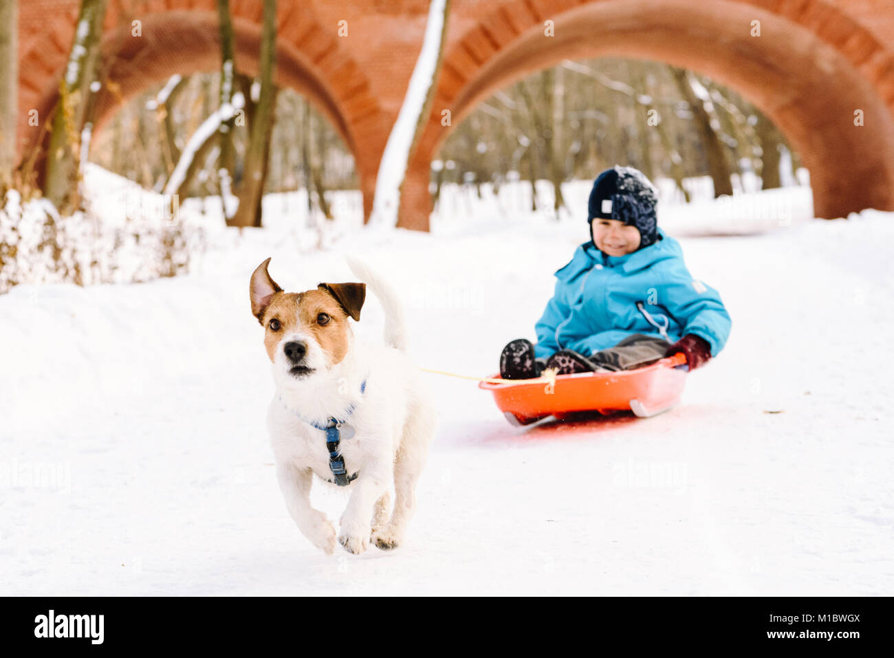 Dog pulling sled with happy child at winter park Stock Photo - Alamy