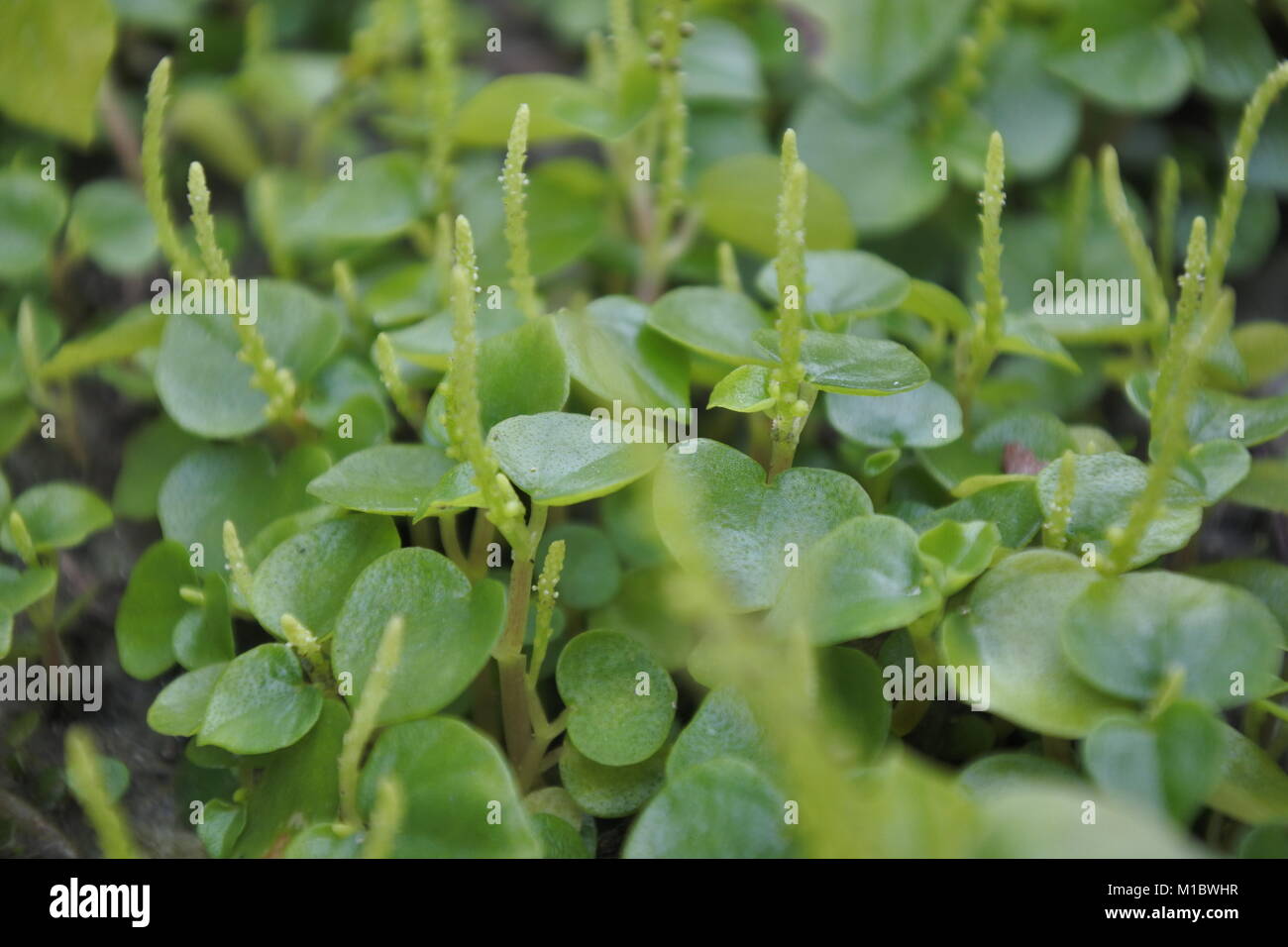 A vibrant cluster of Pepper Elder plants, showcasing their healthy and ...