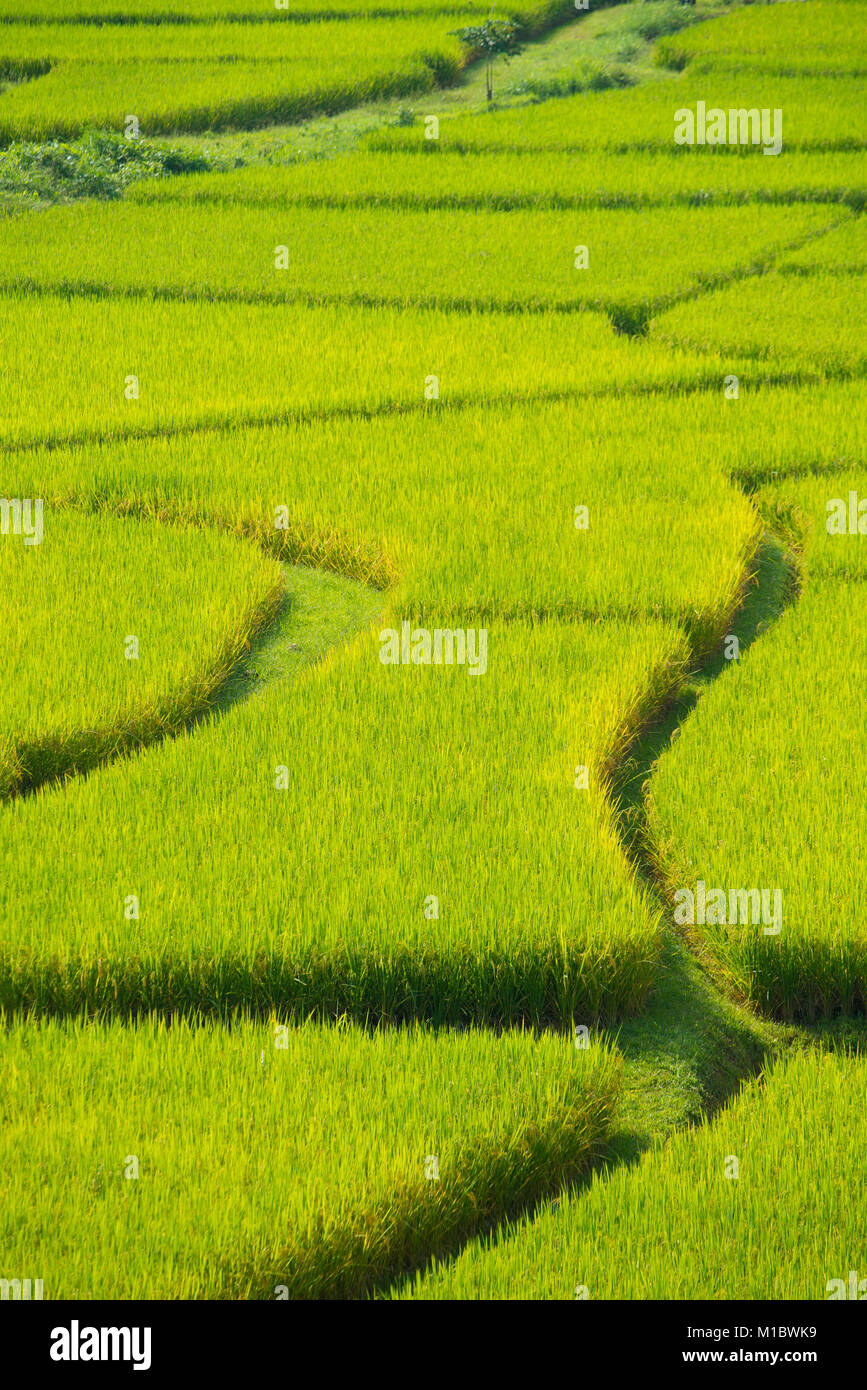 Green Terraced Rice Field in Nan, Thailand. Shoot from high view Stock ...
