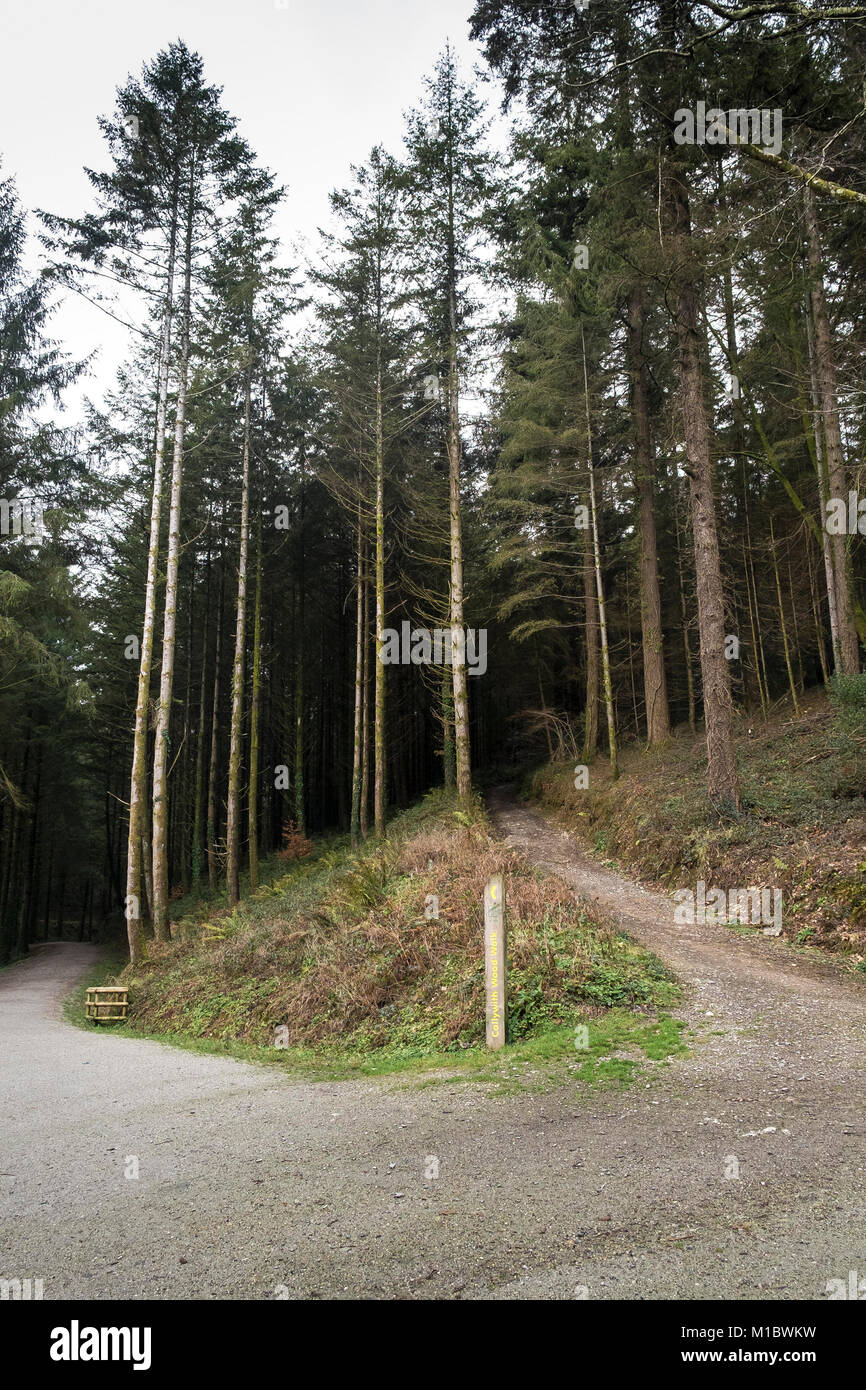 Cardinham Woods in Cornwall - tracks running into Cardinham Woods in ...