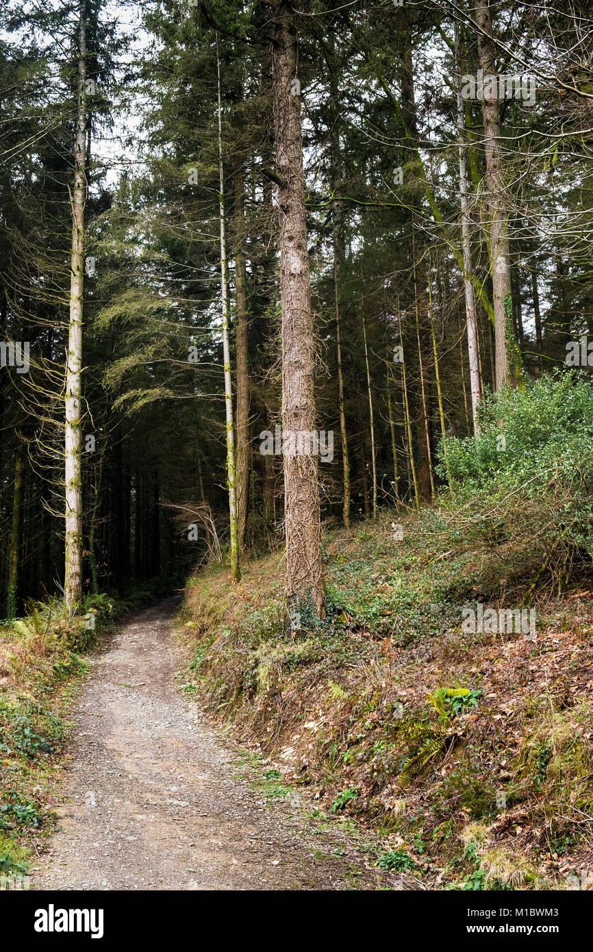 Cardinham Woods in Cornwall - a track running through Cardinham Woods ...