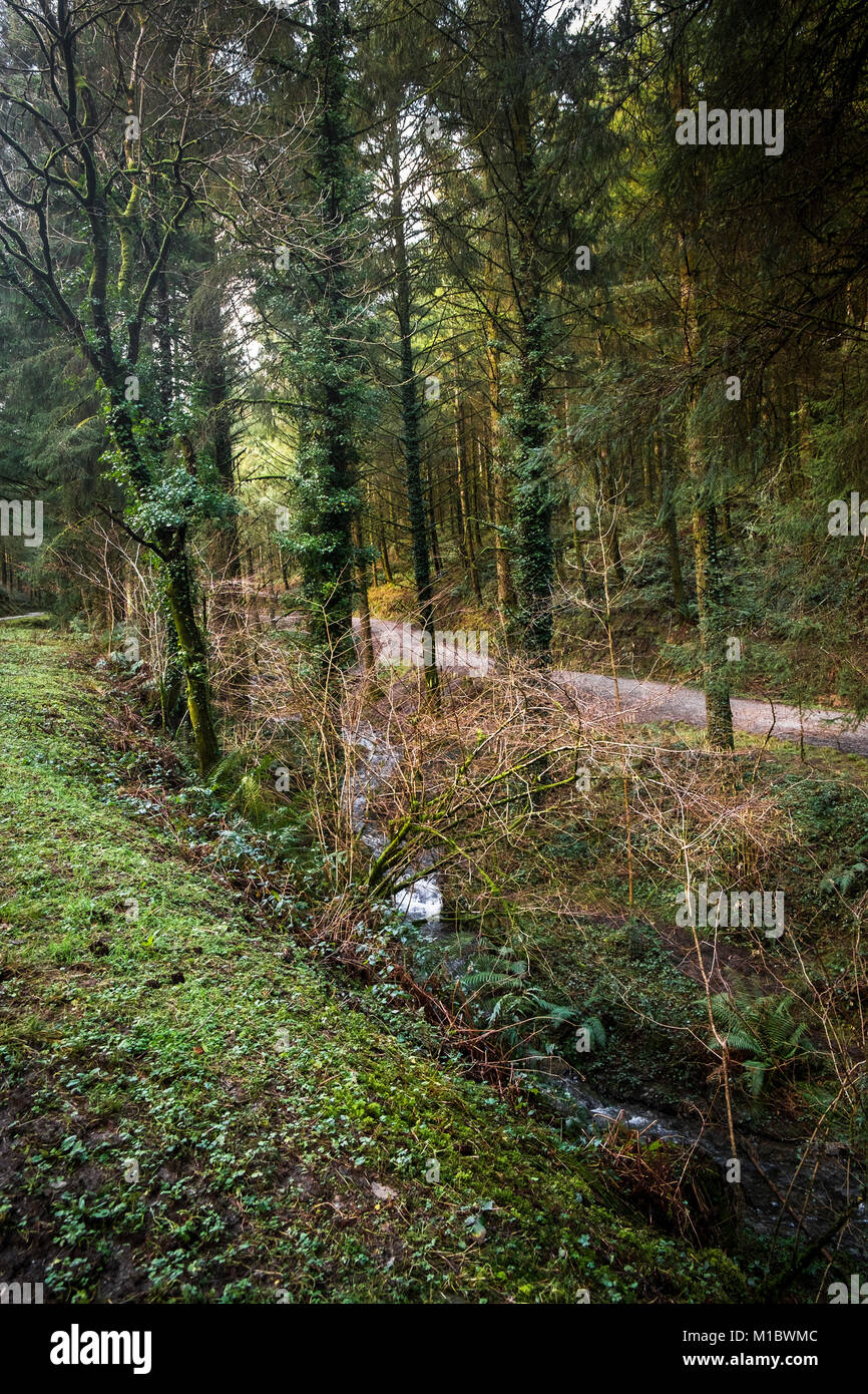 Cardinham Woods in Cornwall - a track running through Cardinham Woods ...