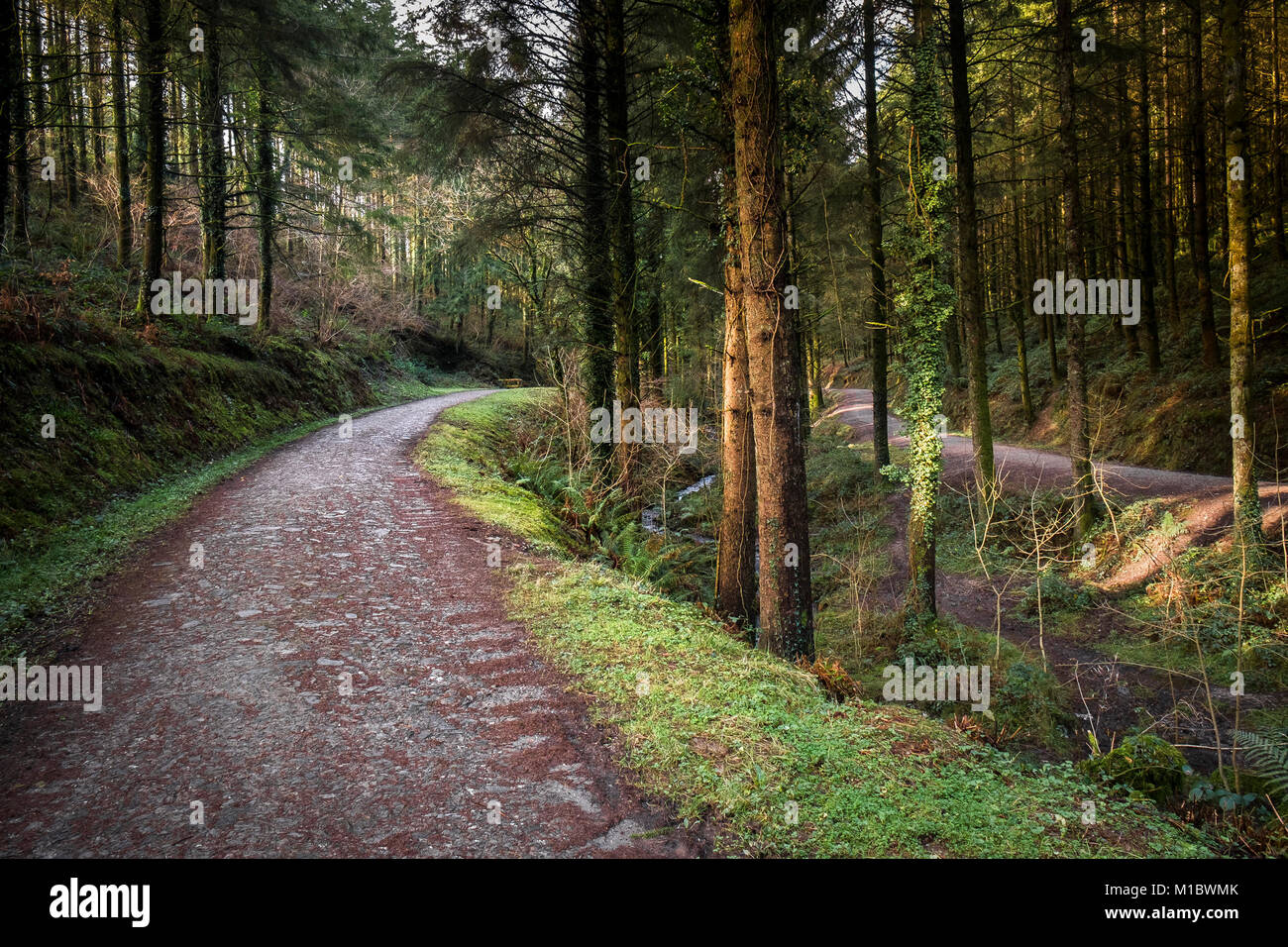 Cardinham Woods in Cornwall - a track running through Cardinham Woods ...