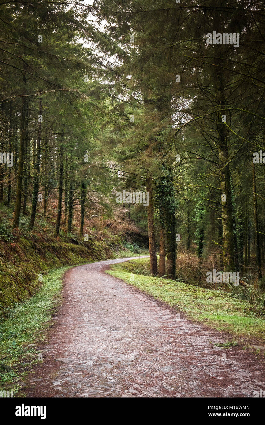Cardinham Woods in Cornwall - a track running through Cardinham Woods ...