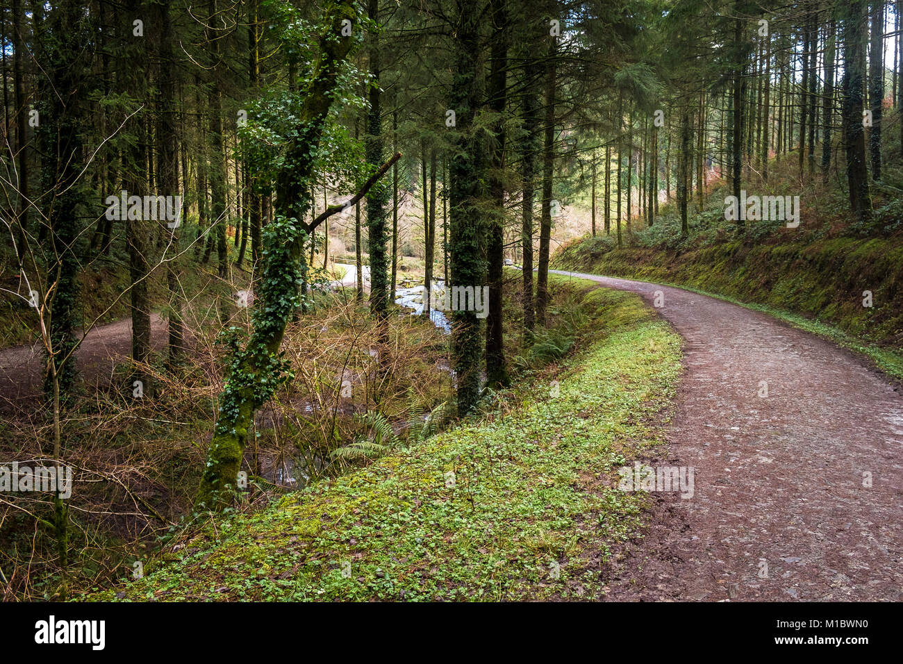 Cardinham Woods in Cornwall - a track running through Cardinham Woods ...
