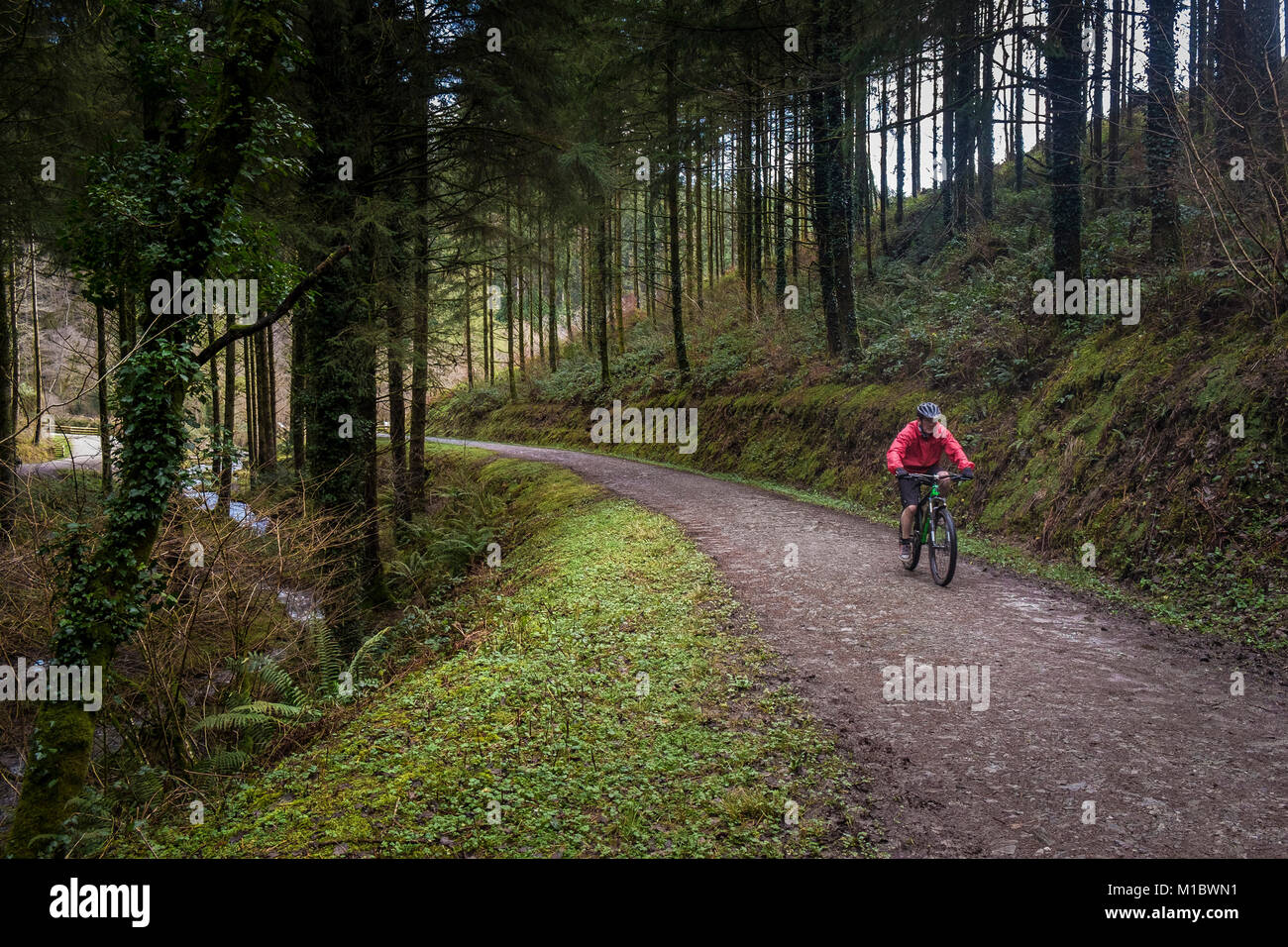 Cardinham bike trail hi-res stock photography and images - Alamy