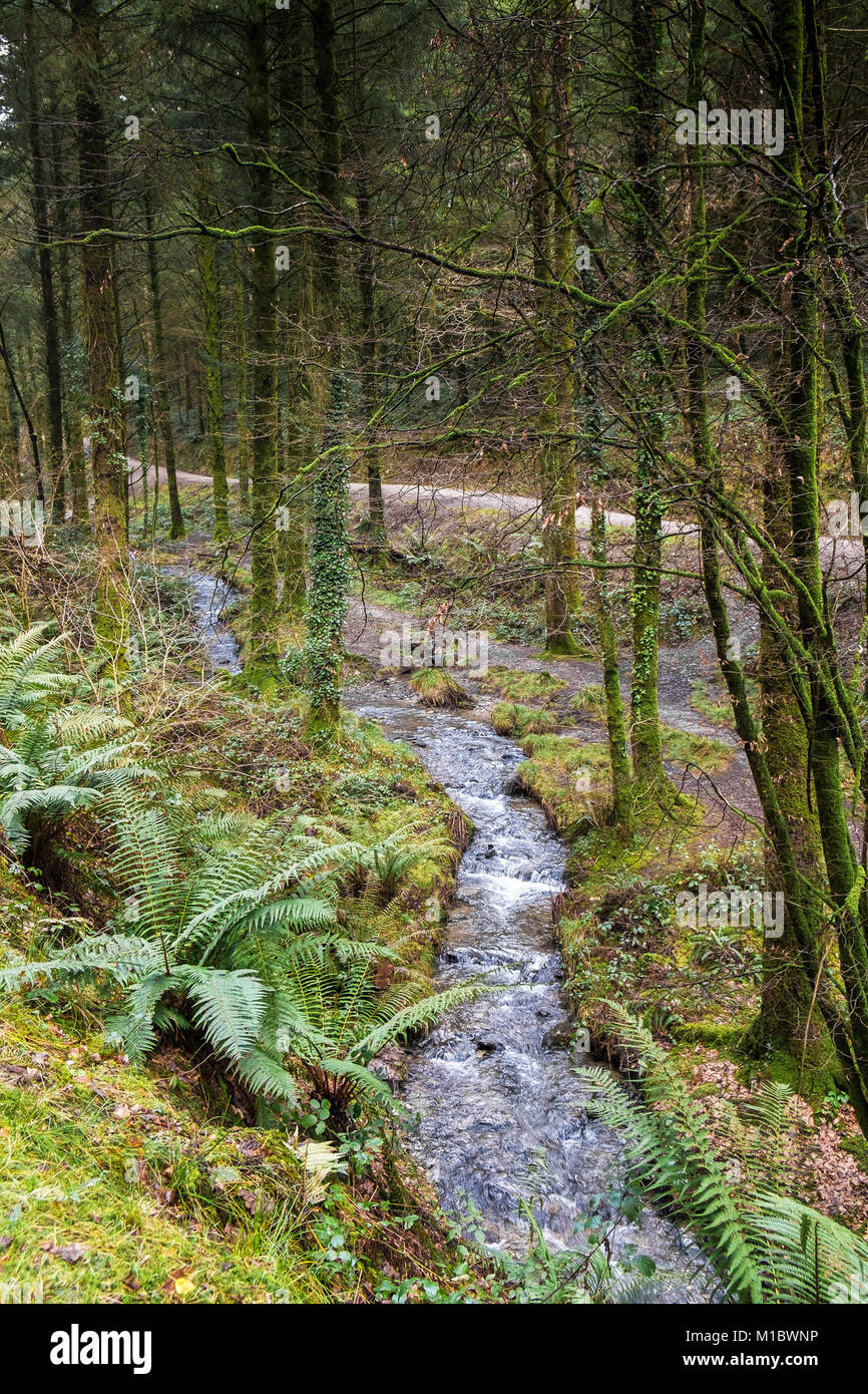 Cardinham Woods in Cornwall - a stream flowing through Cardinham Woods ...