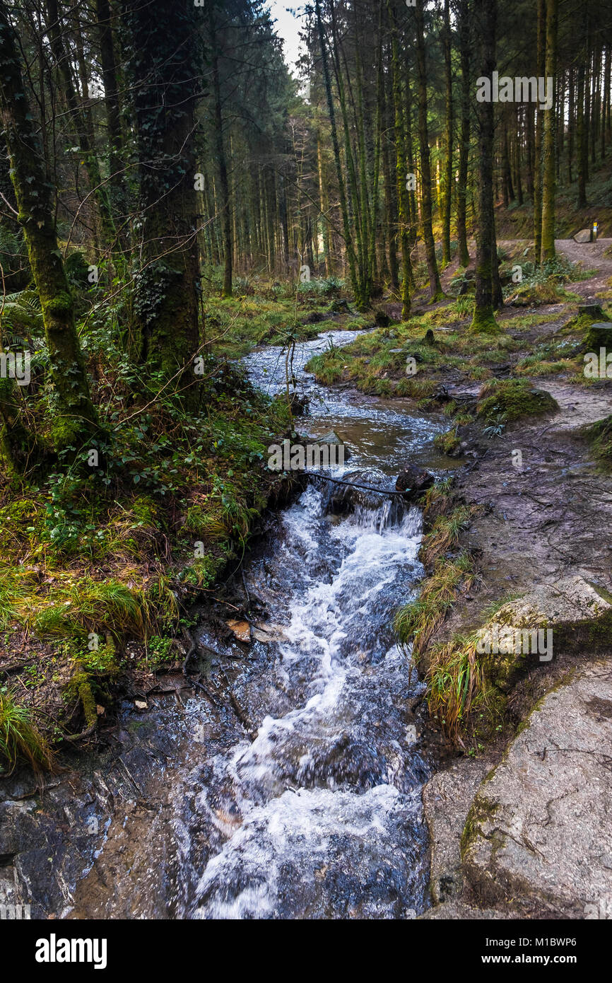 Cardinham Woods in Cornwall - a stream flowing through Cardinham Woods ...