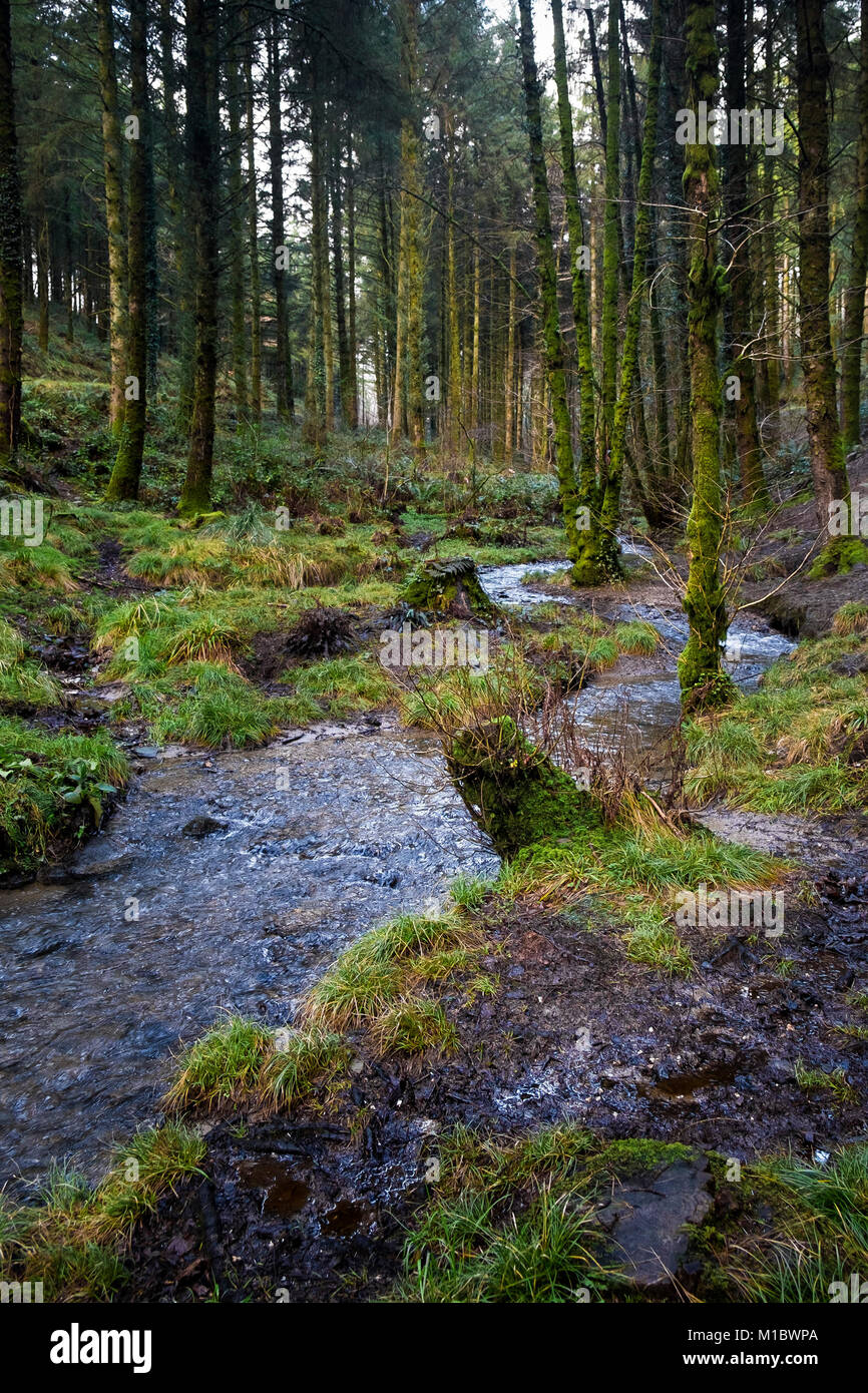 Cardinham Woods in Cornwall - a stream flowing through Cardinham Woods ...