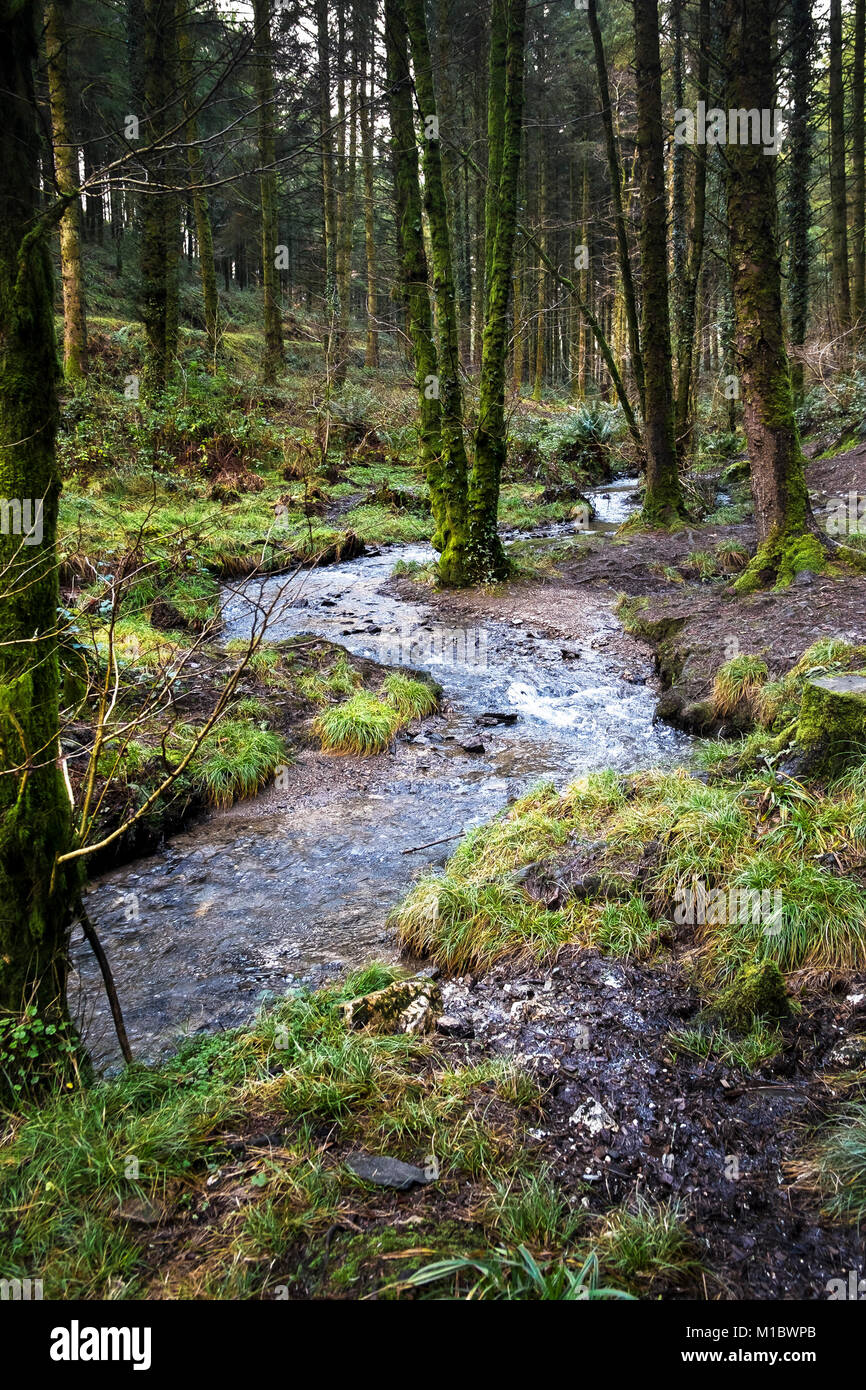 Cardinham Woods in Cornwall - a stream flowing through Cardinham Woods ...