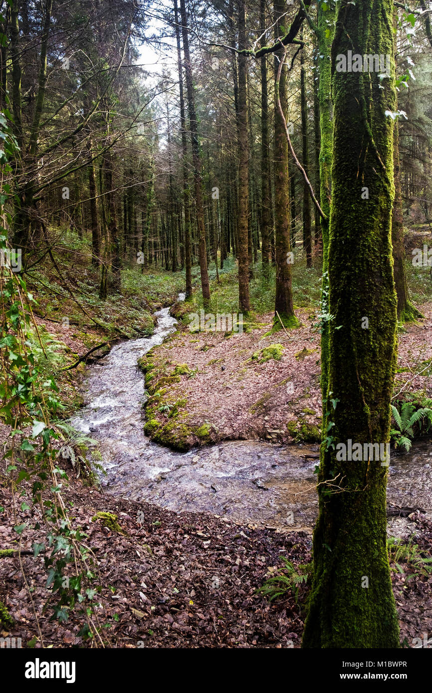 Cardinham Woods in Cornwall - a stream flowing through Cardinham Woods ...