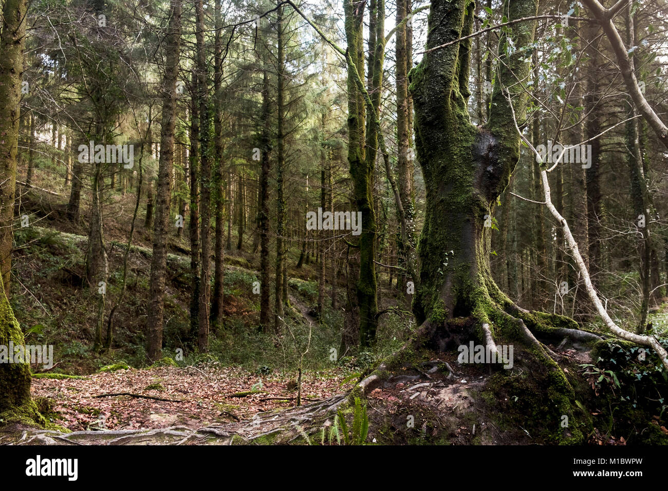 Cardinham Woods in Cornwall Stock Photo - Alamy