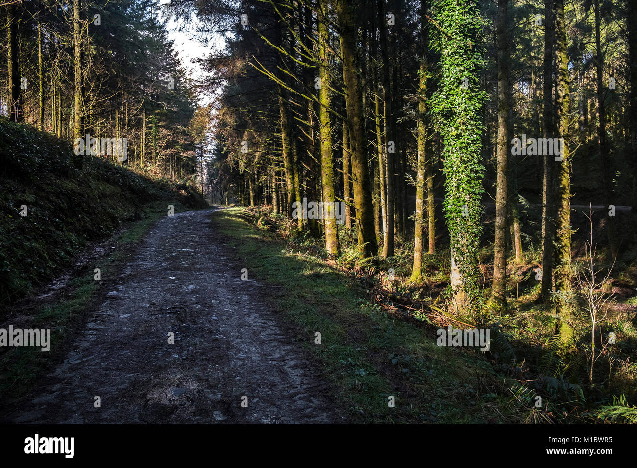 Cardinham Woods in Cornwall - a track running through Cardinham Woods ...