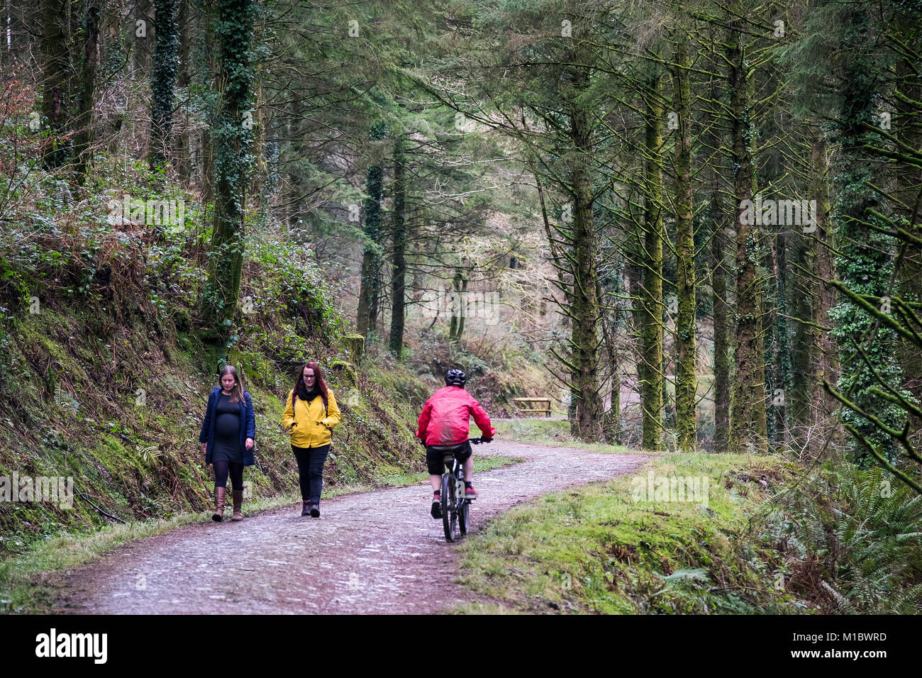 Mountain biker cardinham woods hi-res stock photography and images - Alamy