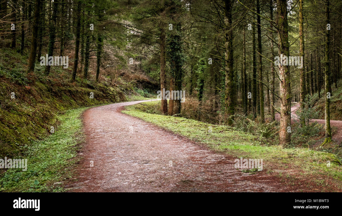 Cardinham Woods in Cornwall - a track running through Cardinham Woods ...