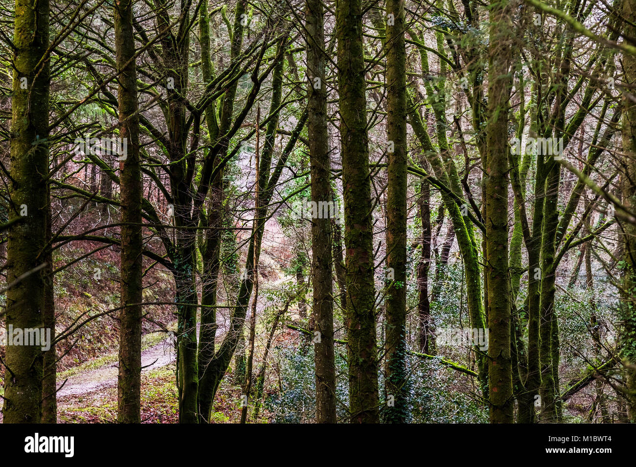 Cardinham Woods in Cornwall - trees in Cardinham Woods in Bodmin ...