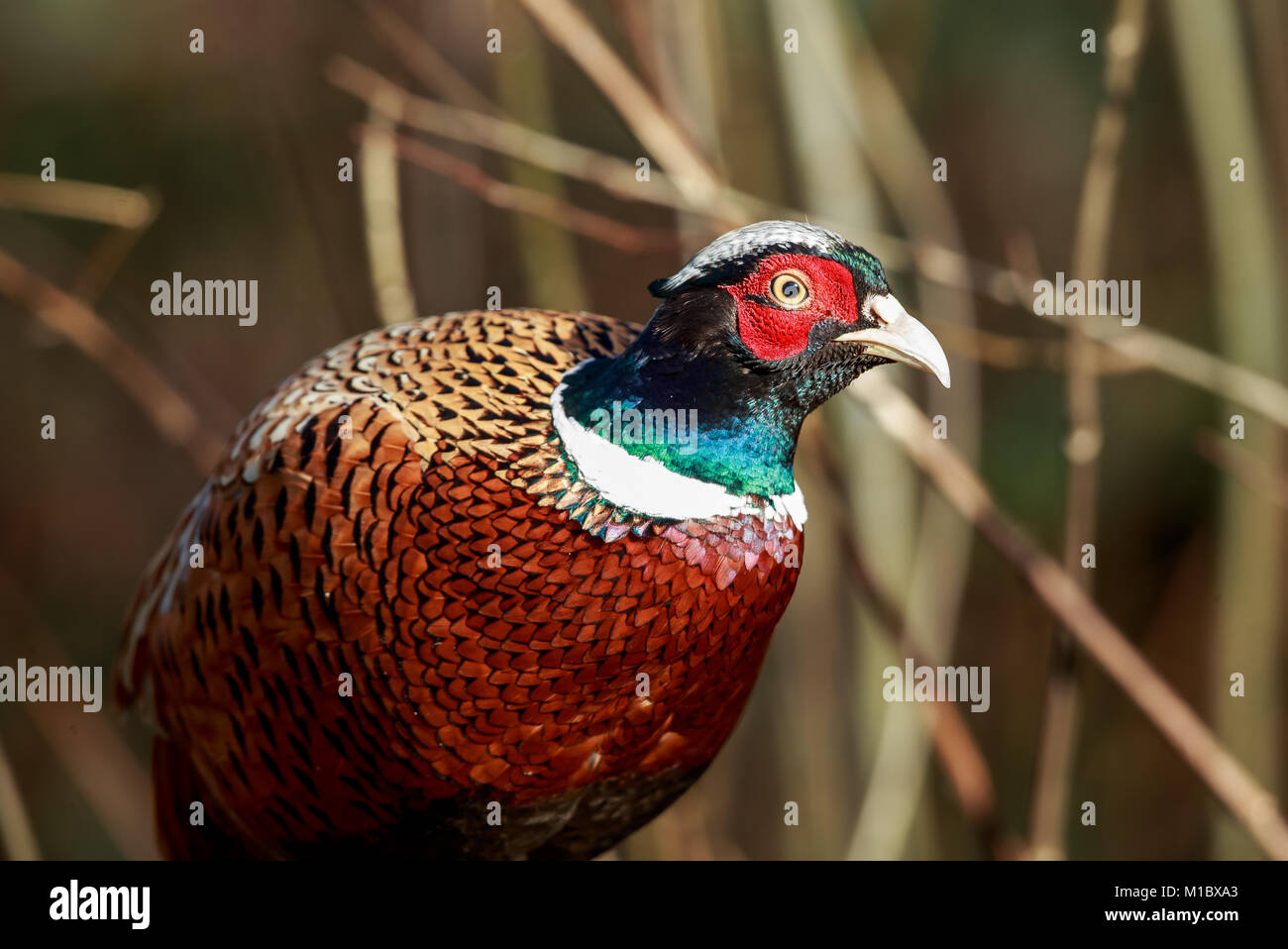 A portrait of a Ring-necked Pheasant Stock Photo - Alamy