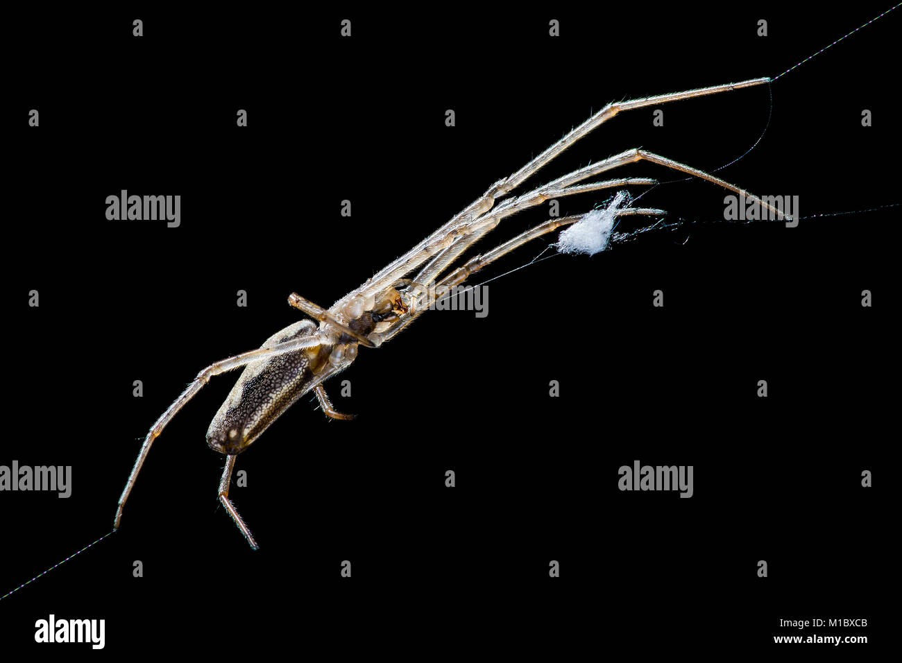 Spider Web Trap on Dark Background Stock Photo - Alamy