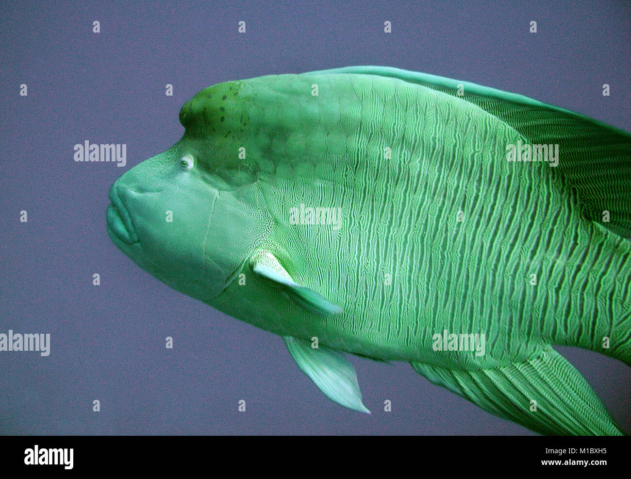 Big and beautiful napoleon fish swimming Stock Photo - Alamy