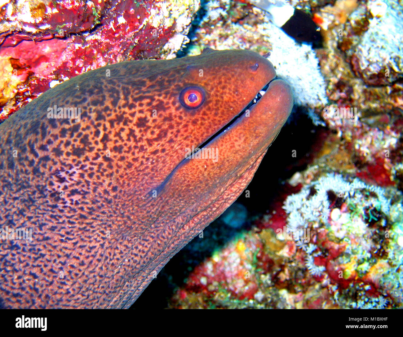Giant moray, Red Sea Stock Photo - Alamy