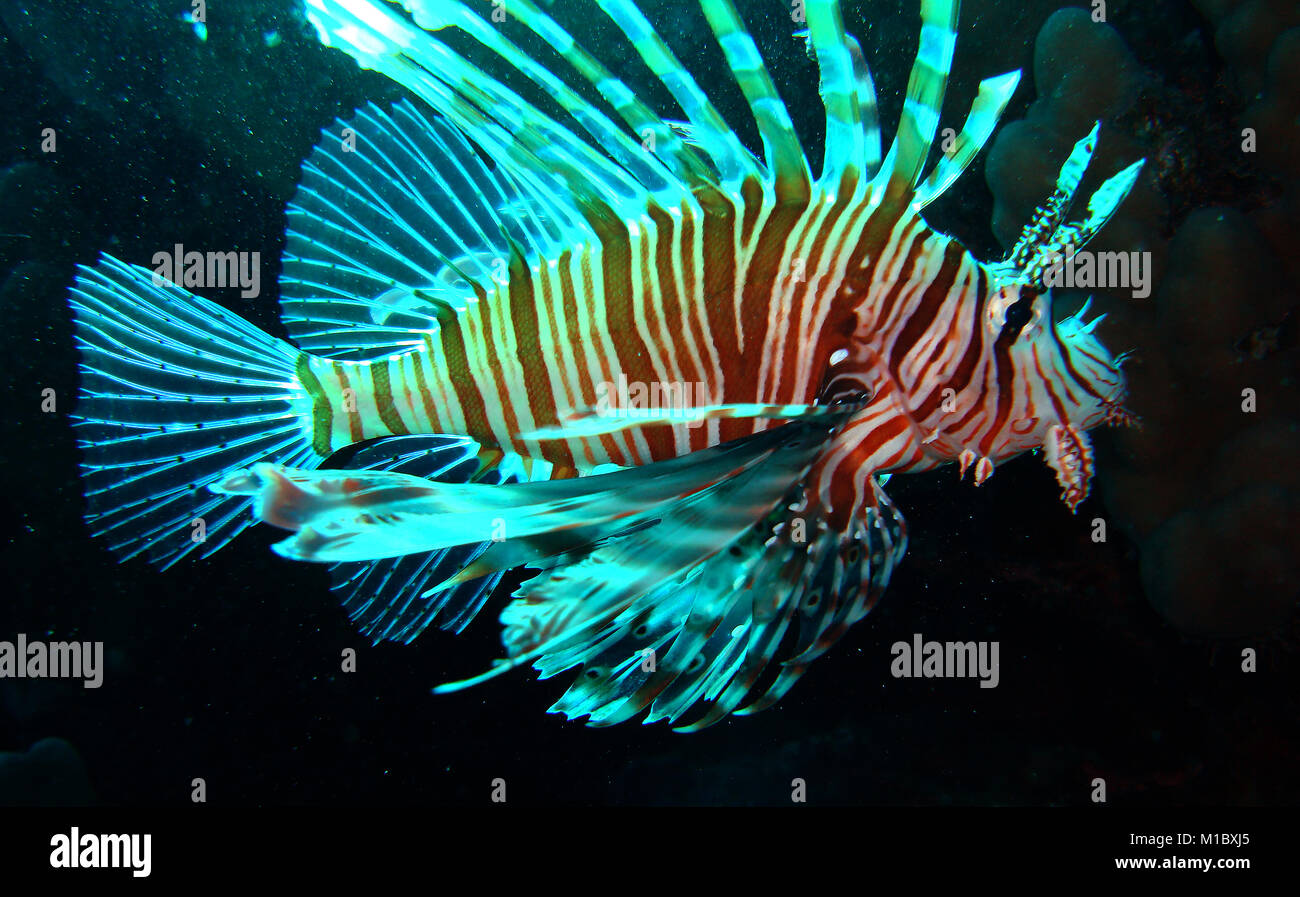 Devil firefish (Pterois miles Stock Photo - Alamy