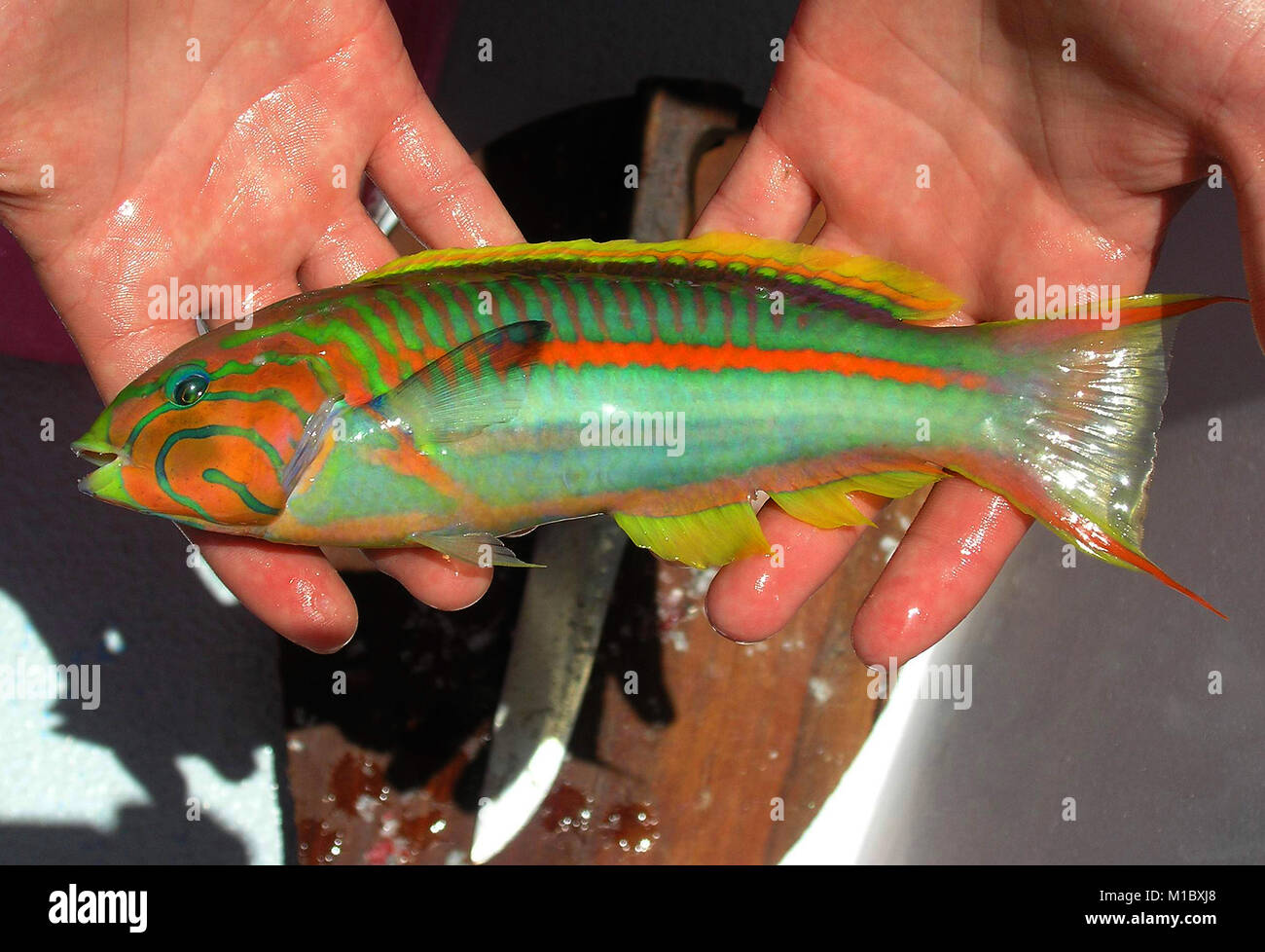 Beautiful tropical fish from the Red Sea, which are caught on bait ...