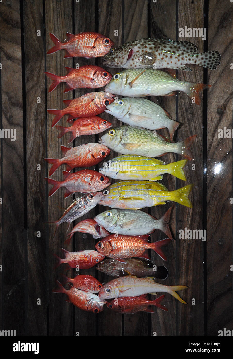 Many beautiful fish caught on the deck, Red Sea, Egypt Stock Photo - Alamy