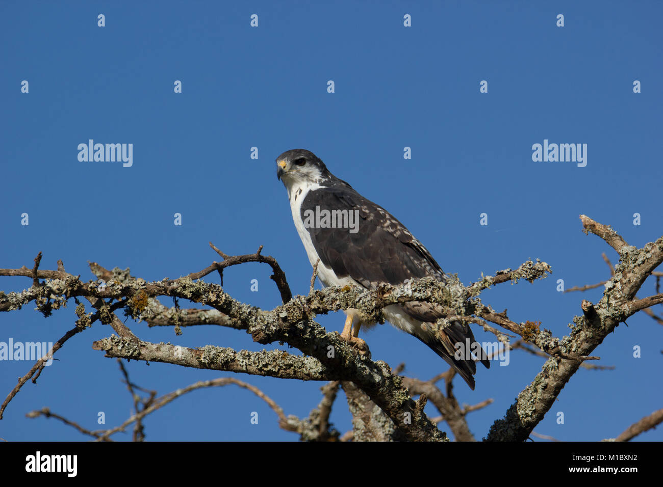 Augur Buzzard Eagle in Kenya Stock Photo - Alamy